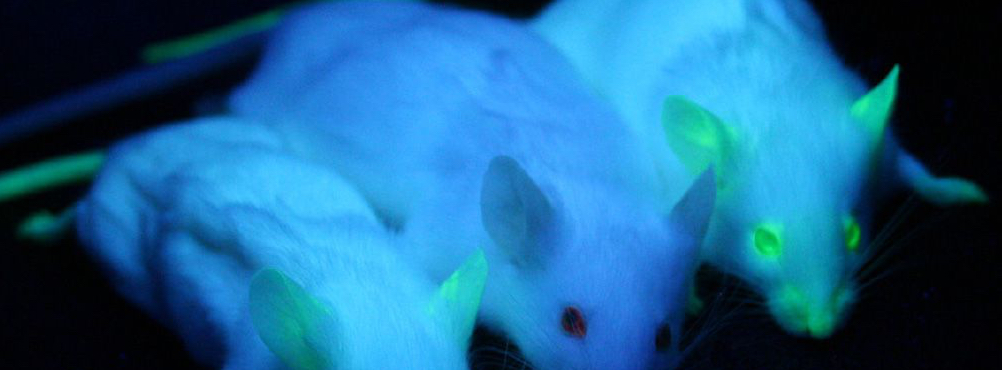 Lucifer used to illuminate mice and human cells
